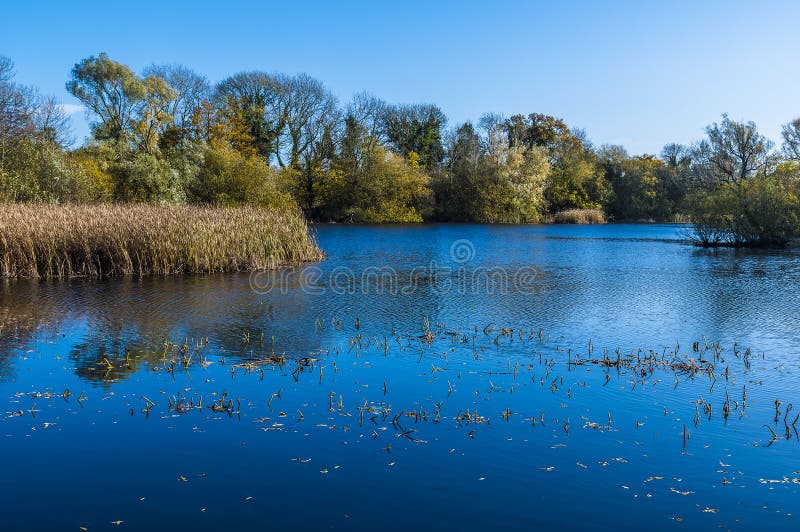 A View Down a Large Lake at Barnwell Park Stock Photo - Image of ...