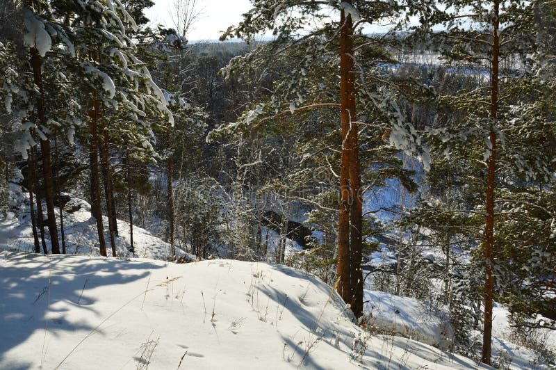 The View Down the Mountain. Winter in a Pine Forest. Downstairs is the ...