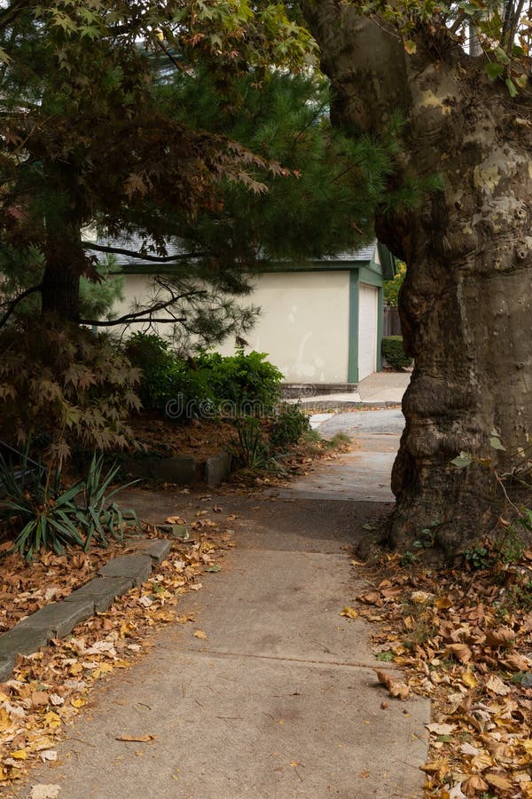 View Down a Narrow Sidewalk Bordered by Large Trees and Deep Shadows ...
