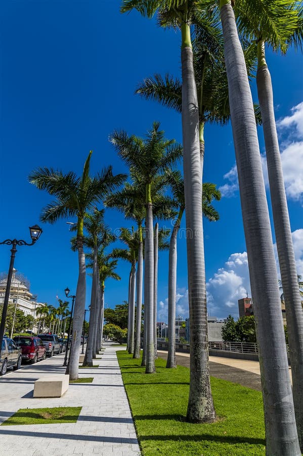 A View Down the Tree Lined Pavement of Constitutional Avenue in San ...