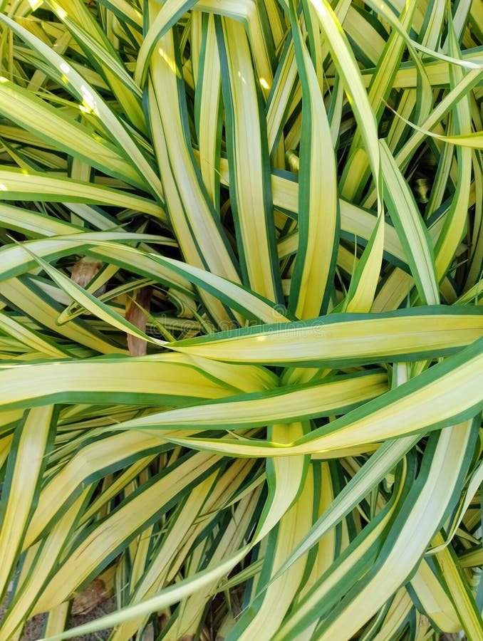 View of Dracaena Reflexa Plant . Stock Photo - Image of dracaena ...