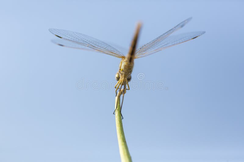 View of a Dragonfly from Below, with Legs and Wings in Focus Stock ...