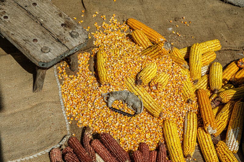View of Dried Corn with Bowl of Corn Kernels and Manual Hand Tool To ...