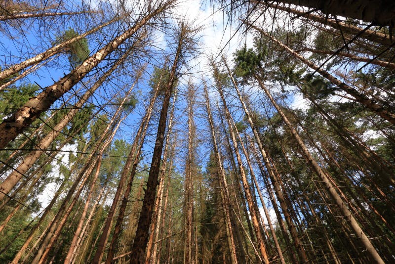 Dead trees Dried. stock image. Image of beauty, grey - 22659323