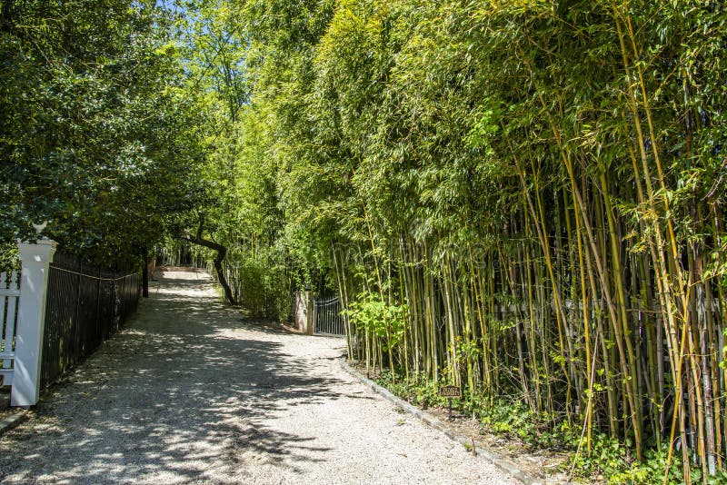 Bamboo driveway stock photo. Image of driveway, nature - 258672666