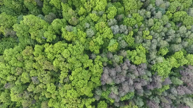View from the Drone. a Green Deciduous Forest Shot Vertically Downwards ...