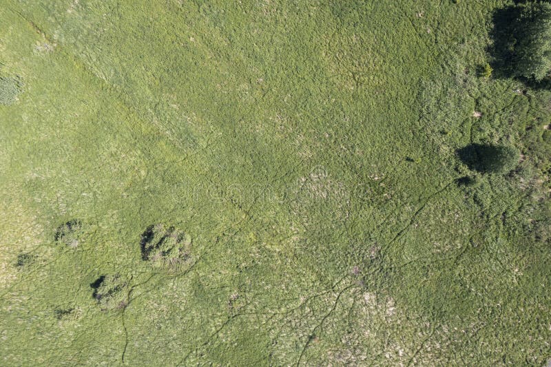 View from the Drone on the Green Thickets in the Field, Ecological ...