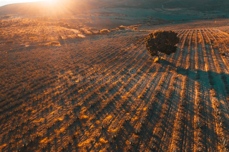 View from a Drone of a Lonely Tree in the Middle of an Agave Field at ...