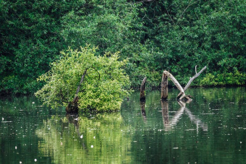 View of a Drowning Tree in the Lake in the Forest Stock Image - Image ...