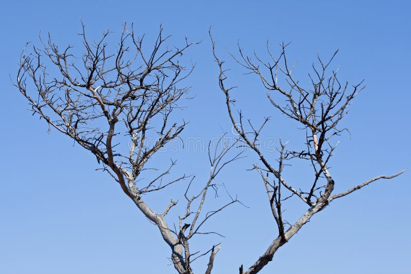 BARE TREE with GREY BRANCHES AGAINST the SKY in WINTER Stock Image ...