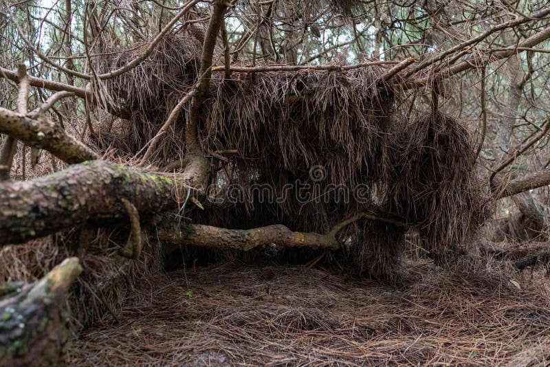 View of Dry Fallen Trees in a Forest Stock Image - Image of wood ...