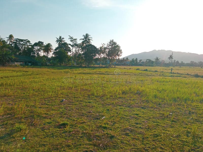 View of Dry Rice Fields Side by Side with an Old House Visible from a ...