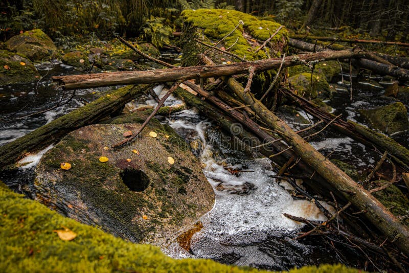 View of Dry Tree Branches Fallen on a Creek Crossing among Mossy Rocks ...