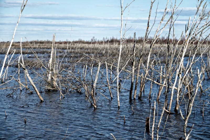 Dead forest stock image. Image of landscape, issue, deadstanding ...