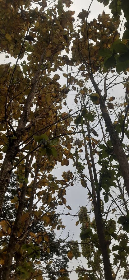 View of Drying Teak Leaves, Teak Tree Garden, Bogor, West Java Stock ...
