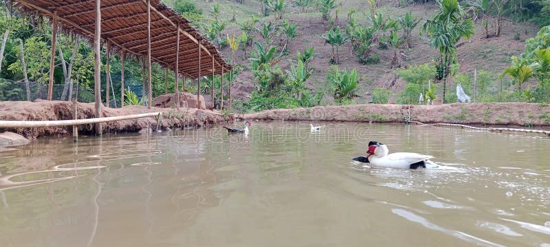 The View of the Duck Pond is Bathing with the Fish Stock Photo - Image ...