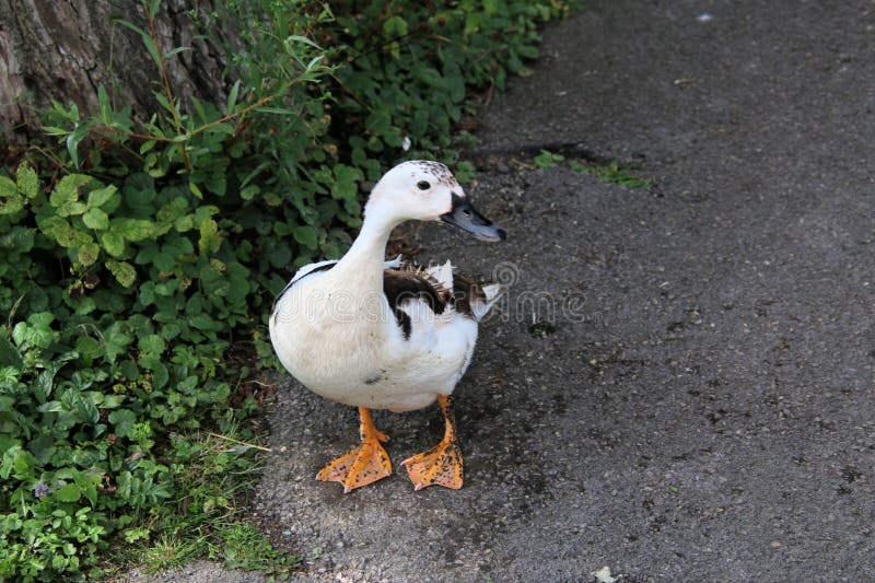 A view of a Duck stock photo. Image of chicken, animal - 339224304