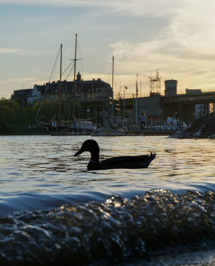 View of a Duck Swimming in River Stock Photo - Image of waterfront ...