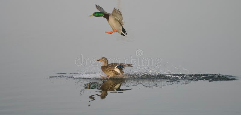 View of Ducks Flying Over Water Stock Photo - Image of eyes, aquatic ...