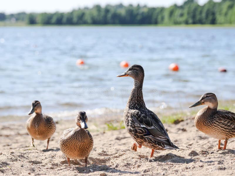 View at the Ducks Near the Lake Stock Photo - Image of nature, animal ...