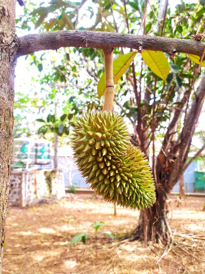 View of Durian Fruits on Tree Stock Photo - Image of botanical, king ...