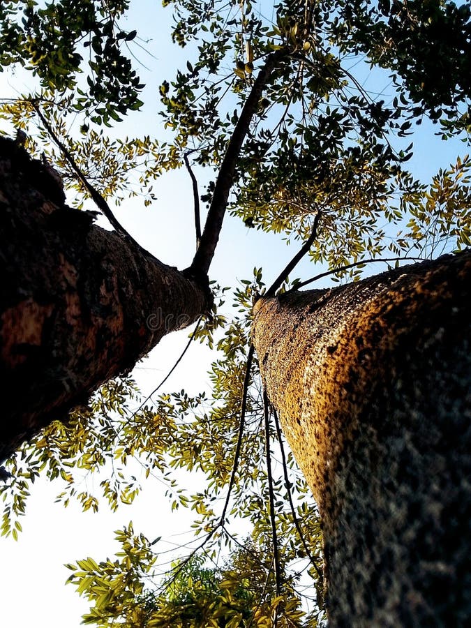 View of Durian Tree from Below Stock Photo - Image of tree, view: 296230896