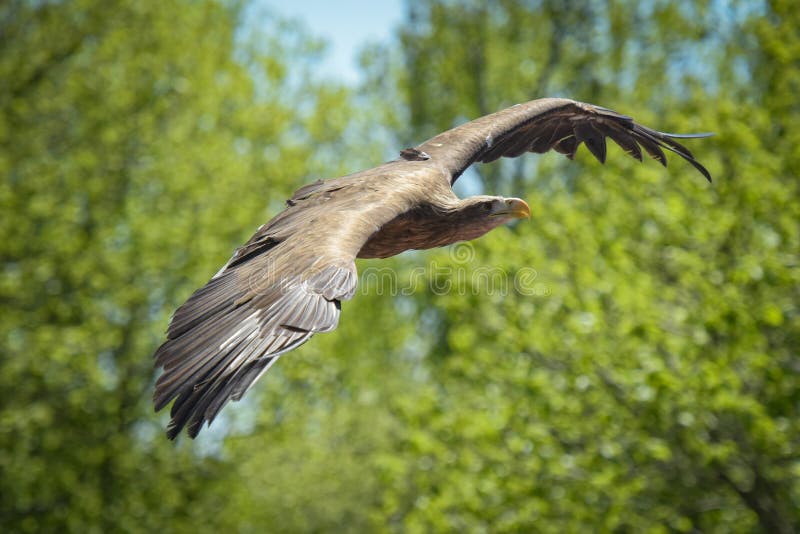 View of a Eagle in Full Flight during a Falconry Show Stock Image ...