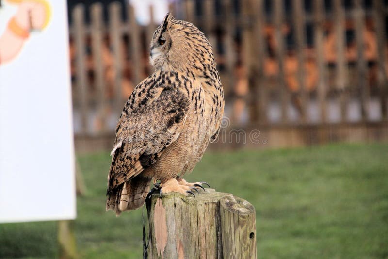A view of an Eagle Owl stock photo. Image of cold, wildlife - 267354532
