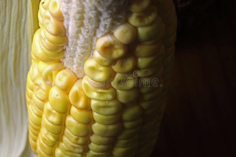 SWEETCORN on the COB with a FEW PIPS MISSING Stock Photo - Image of ...