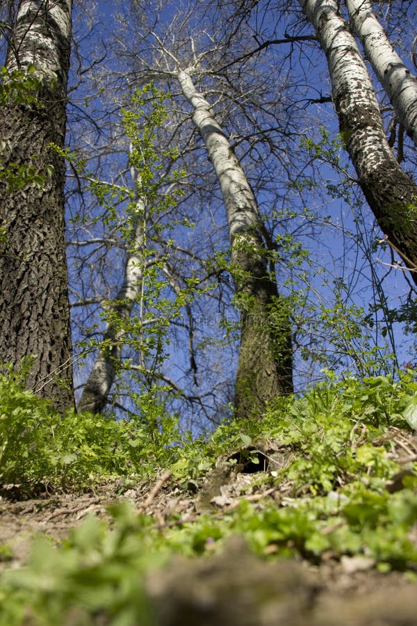 View from Earth Ground of Trees Stock Photo - Image of green, sunny ...