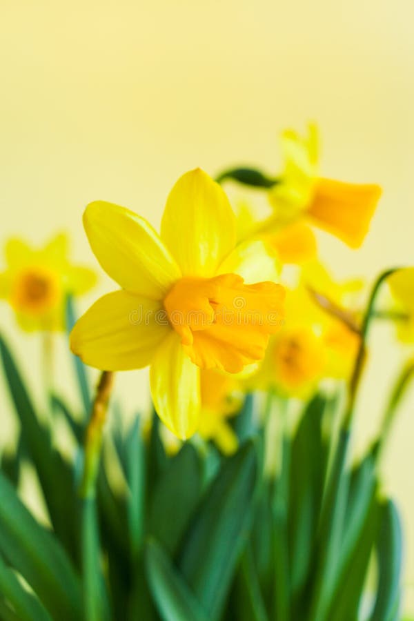 View of Easter`s Yellow Daffodils with Soft Focus on Yellow Back Stock ...