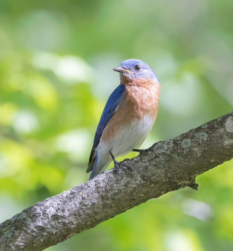 View of the Eastern Bluebird Perched on a Tree Branch Stock Photo ...