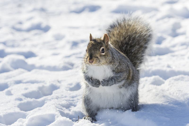 Eastern Gray Squirrel (Sciurus Carolinensis) Standing on Two Feet on ...