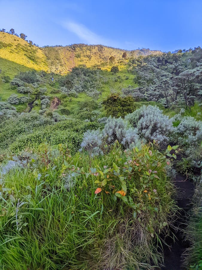 View of Edelweiss Flowers on Mount Merbabu Stock Image - Image of view ...