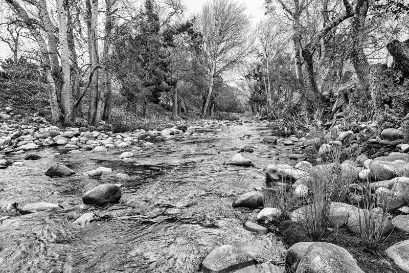 View of the Eerste River in Stellenbosch. Monochrome Stock Image ...