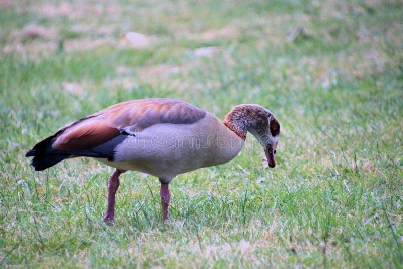 A View of an Egyptian Goose Stock Photo - Image of wing, nature: 297033018