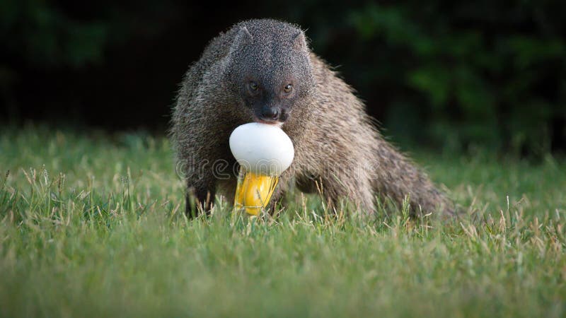 View of an Egyptian Mongoose Eating a Big Egg on Grassland in Israel ...