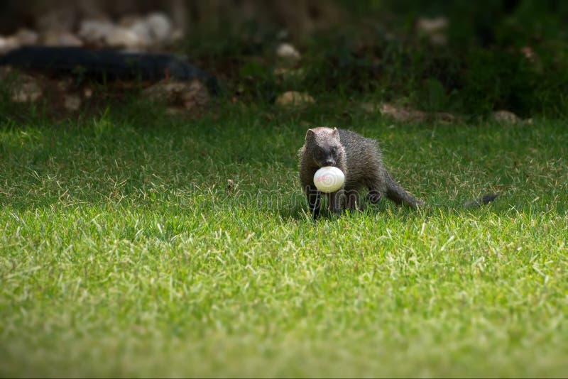 View of an Egyptian Mongoose Eating a Big Egg on Grassland in Israel ...
