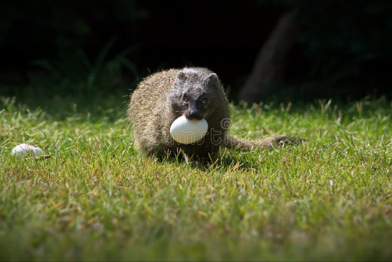 View of an Egyptian Mongoose Eating a Big Egg on Grassland in Israel ...
