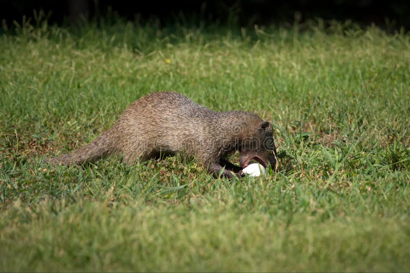348 Mongoose Eating Stock Photos - Free & Royalty-Free Stock Photos ...