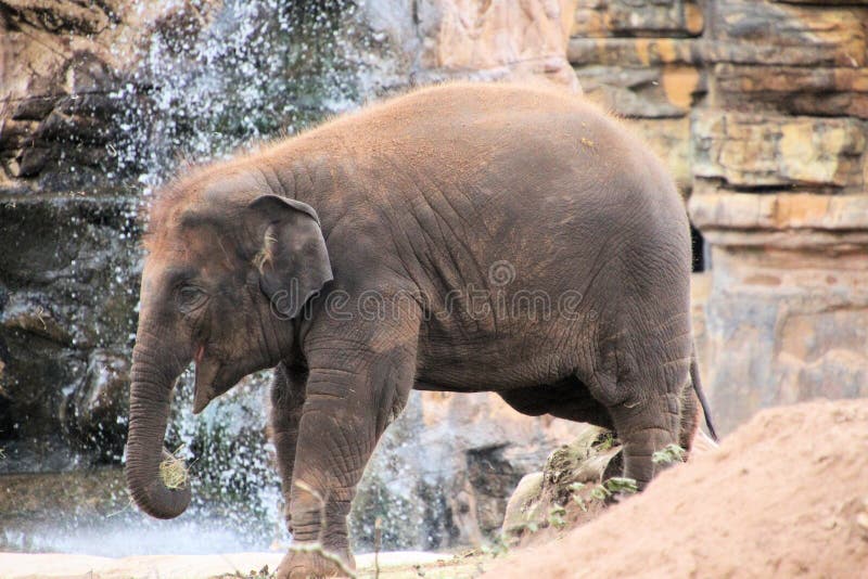 Top View of an Elephant Walking O the Savana Stock Image - Image of ...