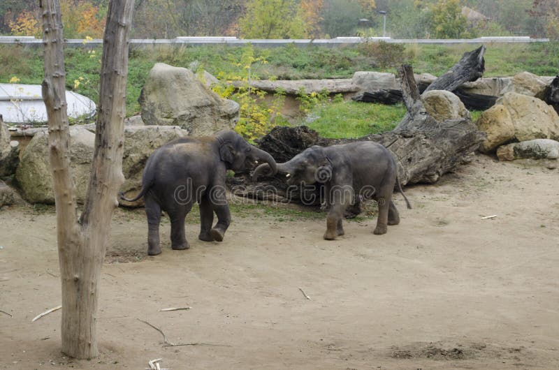 Elephants in the Prague Zoo Czech Republic Stock Image - Image of ...