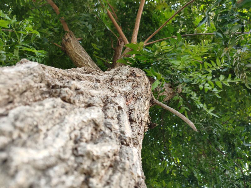 215 Neem Trunk Photos - Free & Royalty-Free Stock Photos from Dreamstime