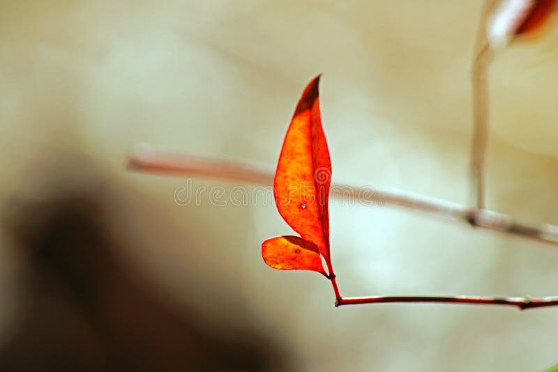 RUST COLOURED LEAVES on a STEM Stock Image - Image of glow, background ...