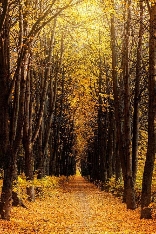 View of the Empty Long Autumn Alley. Stock Photo - Image of park ...