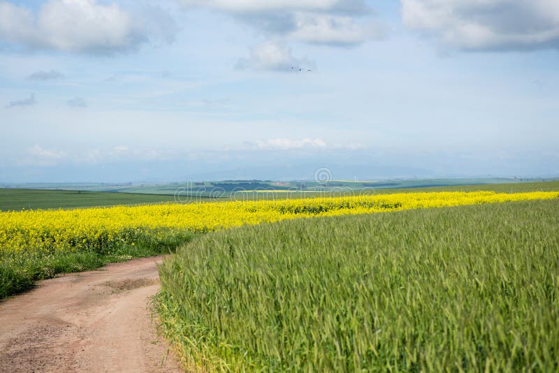 View of Empty Path Passing through Fields Stock Image - Image of green ...