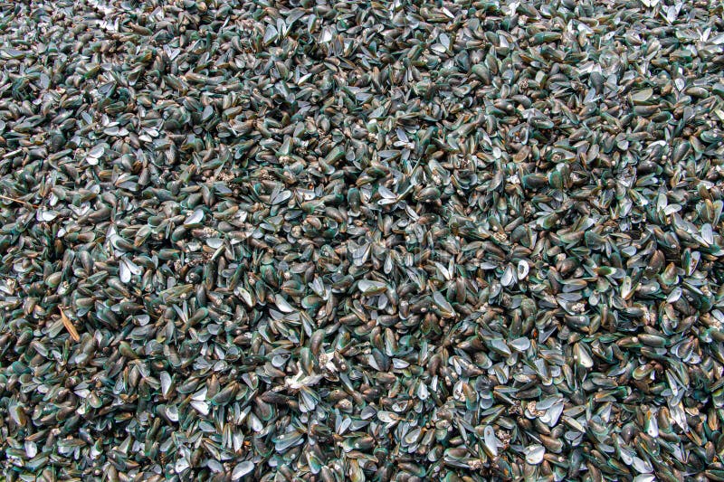 The View of a Empty Shells of Shellfish Stock Photo - Image of seashell ...