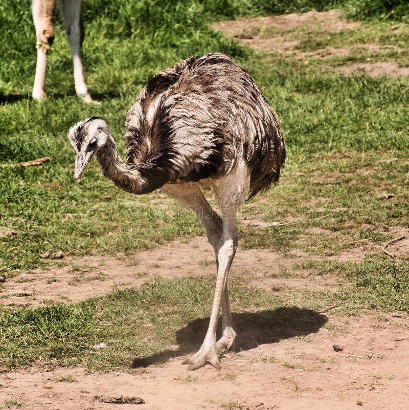 Emu walking stock photo. Image of feet, eyes, sleep, feathers - 83689142