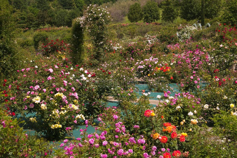 View of Enchanted Rose Garden in the Spring Season Stock Photo - Image ...