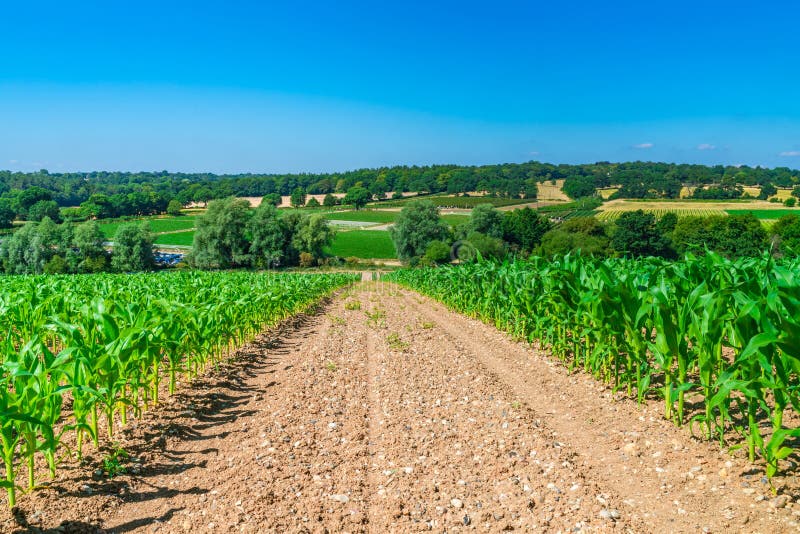 A path through corn field stock photo. Image of growth - 121461448